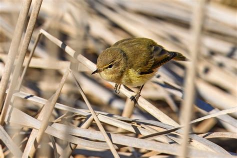 Chiffchaff Bird Wild Free Photo On Pixabay
