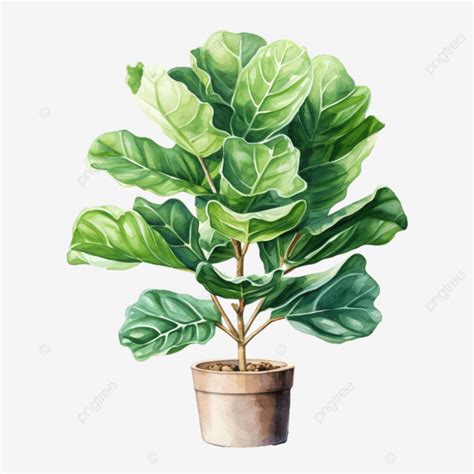 바이올린 무화과 수채화 그림 신선한 잎 나무 Png 일러스트 및 이미지 에 대한 무료 다운로드 Pngtree