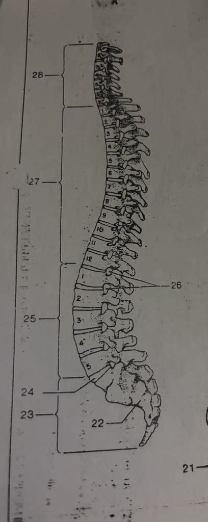 Spinal Diagram Diagram Quizlet