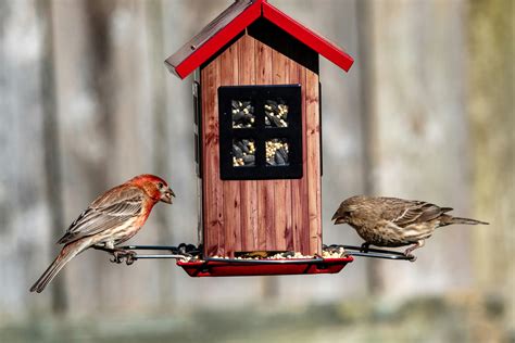Best Bird Feeders