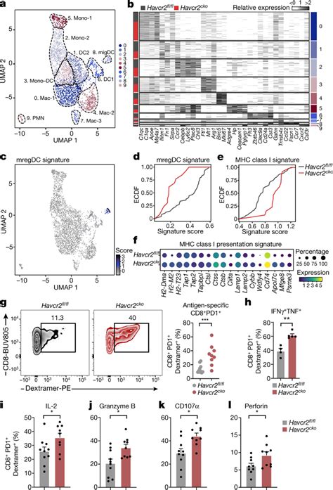 Tim 3 Deficiency Promotes Dc Functionality And Enhances Download Scientific Diagram