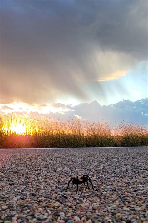 Annual Tarantula Migration Has Begun Through Se Co R Tarantulas