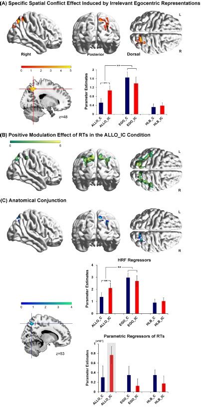 Common And Specific Neural Correlates Underlying The Spatial Congruency Effect Induced By The