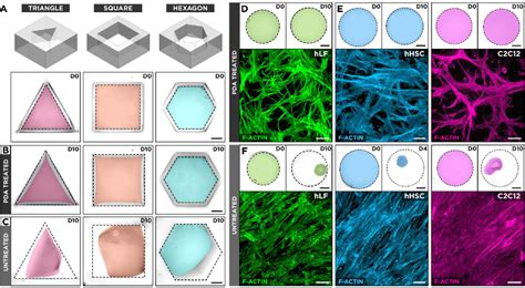 Figure 2 From Polydopamine Based Interfacial Engineering Of