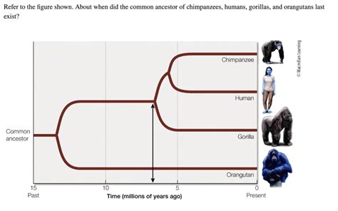 Solved Refer To The Figure Shown About When Did The Common Ancestor Of Chimpanzees Humans
