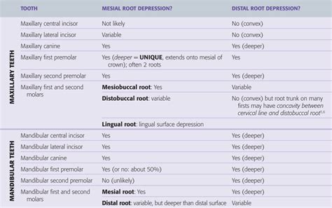 Type Traits That Differentiate Maxillary Second From First Molars