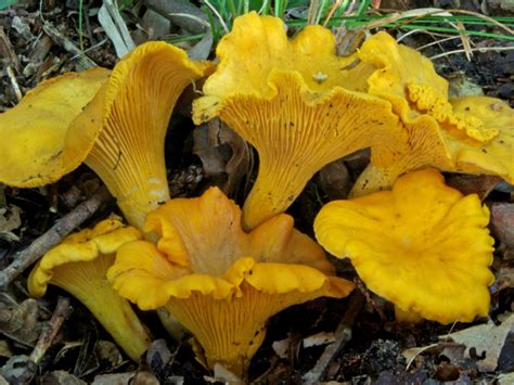 Лисичка настоящая (Cantharellus cibarius) описание фото