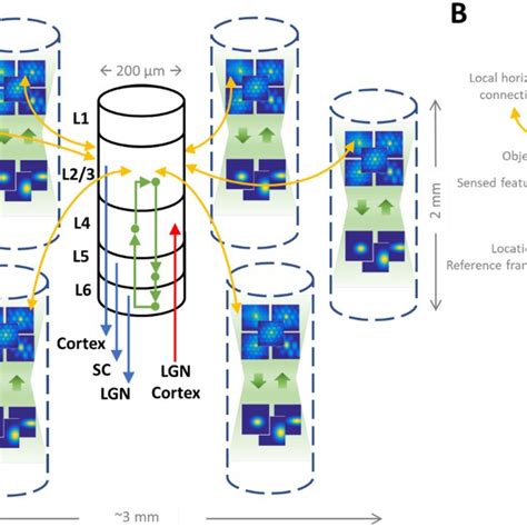 The Canonical Cortical Column And Its Connections Represent The Basic Download Scientific