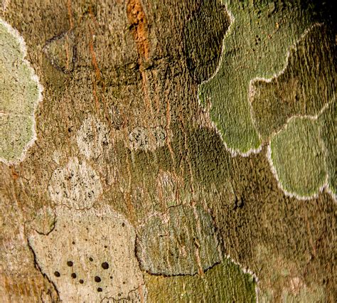 Tree Texture Map