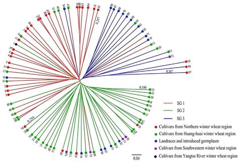 Dendrogram Of 90 Chinese Winter Wheat Accessions By Upgma Cluster