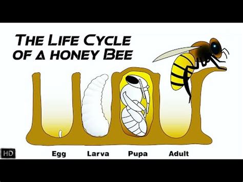What Are Bees Life Cycle