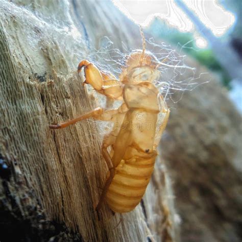 Insect Carcass Stock Image Image Of Beautiful Insect 113955533