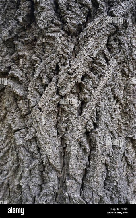 The Tree Trunk Texture Stock Photo Alamy