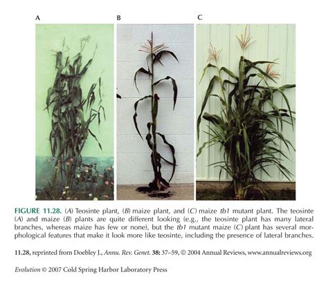 Evolution Figures Chapter 11