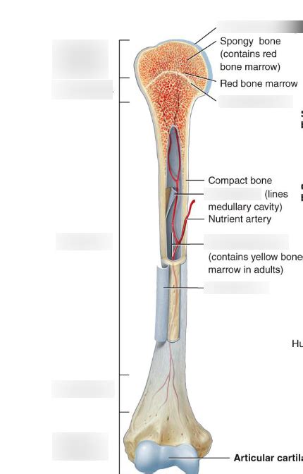 Bone Classification Diagram Quizlet