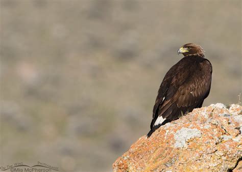 Are Eagles In The Desert At Annalisa Hanley Blog