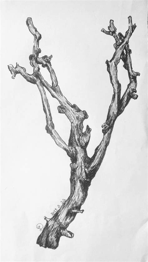 今日练习，涂一个树杈子 堆糖，美图壁纸兴趣社区