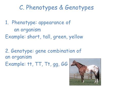 Genotype Vs Phenotype Venn Diagram