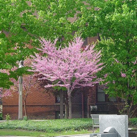 Redbud Eastern Lurvey Landscape Supply