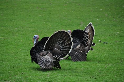 Turkey Chicken Bird At Gail Hendershot Blog