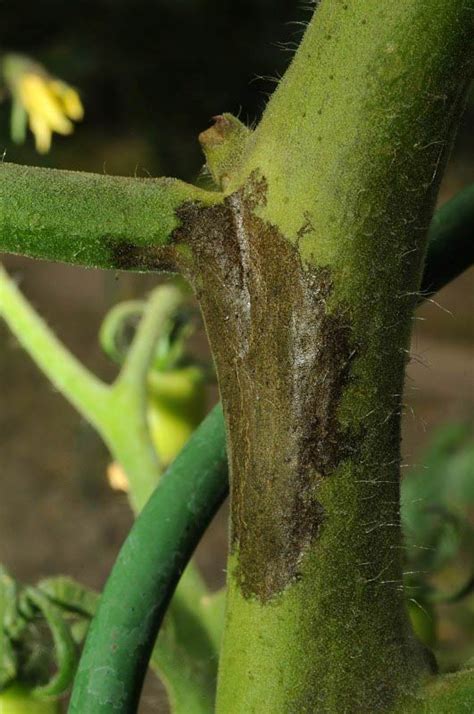 Фитофтороз картофеля - AgroFlora.ru