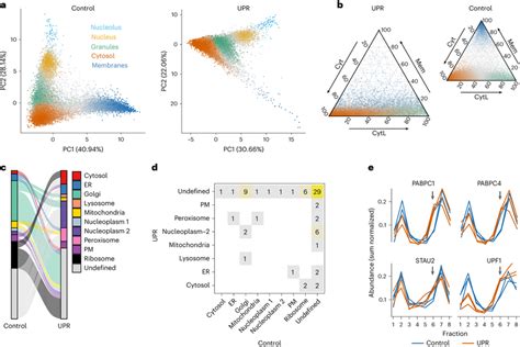 Transcriptome And Proteome Subcellular Redistribution Upon Upr A