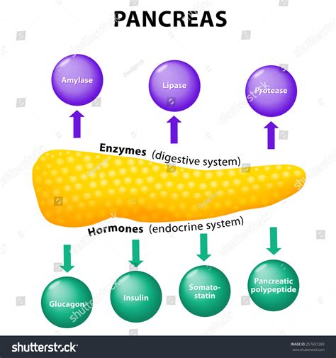 Pancreas Physiology Secretory Function Enzymes Amylase Stock