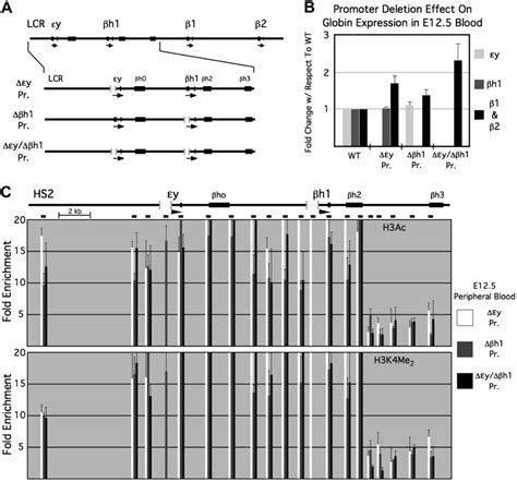 Histone Modifications Within The Globin Locus In Primitive