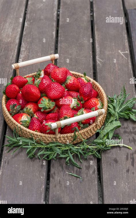 Strawberry Varieties Vary Greatly In Size Color Flavor Shape Degree