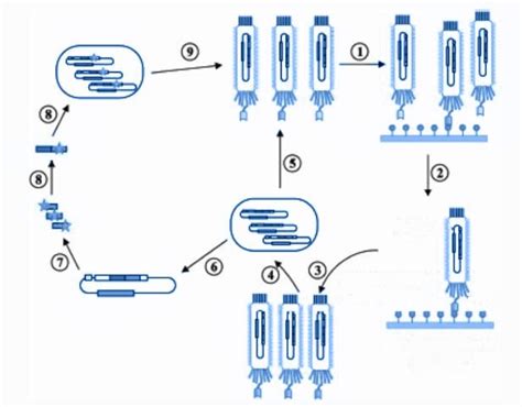 Antibody Affinity Maturation Service