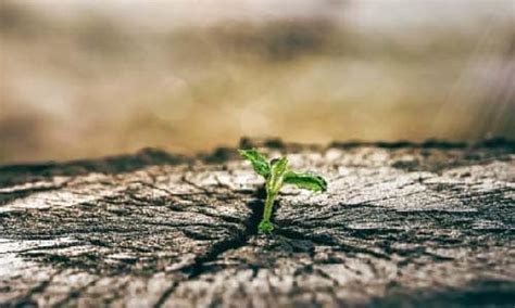 Are Trees A Renewable Resource With Examples Local Trees