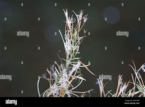 Rosebay Willowherb Chamaenerion Angustifolium Seed Head Isolated On A