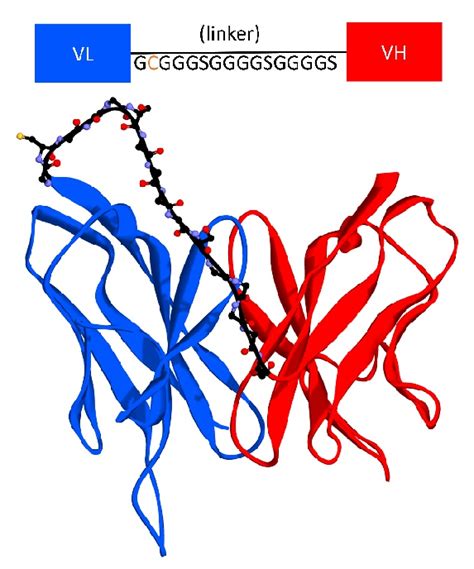 Molecular Design Of Scfv Download Scientific Diagram