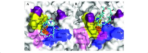 The Binding Pocket Of Rifampicin A Wild Type B H451r Mutant Download Scientific
