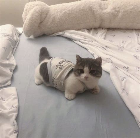 오늘의 고양이 짤 유머 움짤 이슈 에펨코리아