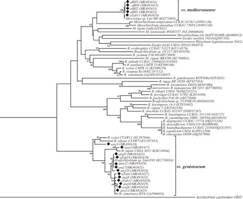 maximum likelihood tree based on partial nodc nucleotide sequences