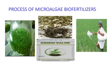 Microalgae As Biofertilizers Pptx Pptx