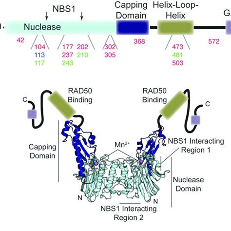 2 Disease Associated Mutations In Mre11 Top Domain Architecture Of Download Scientific