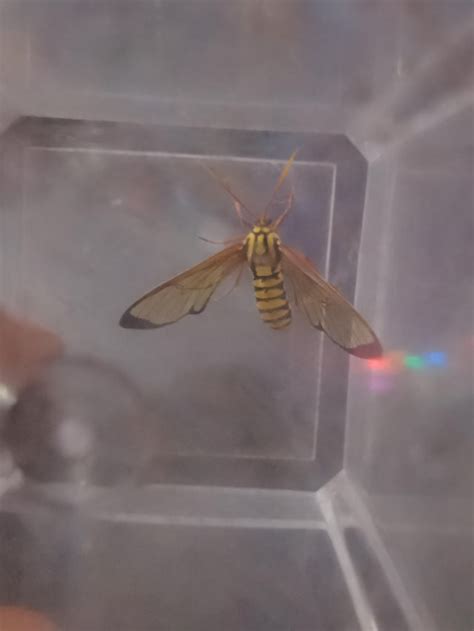 Incecto Desconocido Por Mi R Entomology