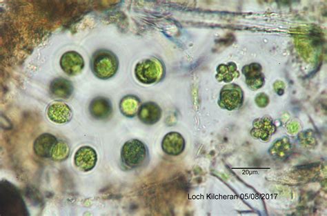 Isle Of Lismore 2017