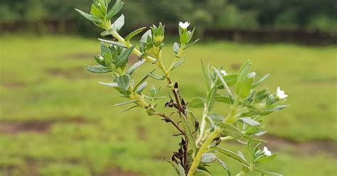 Pnrc Digital Garden Euploca Marifolia Jkoenig Ex Retz Ancy And Pjavad