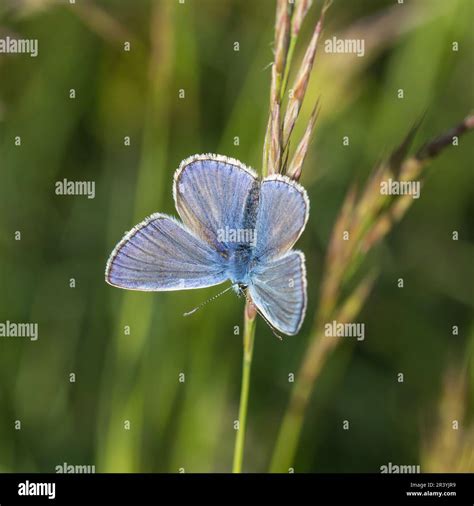 Polyommatus Icarus Male Butterfly Known As Common Blue Butterfly