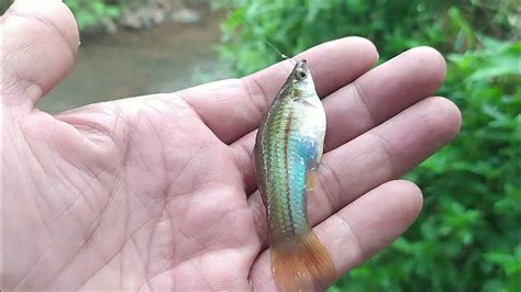 Strike Ikan Mas Dan Cingir Putri Short Youtube