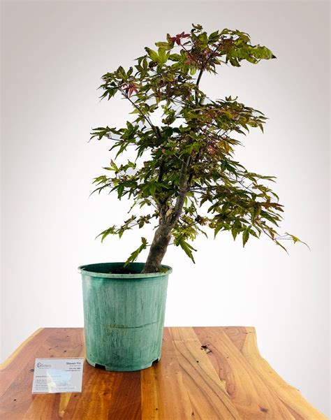Shin Deshojo Maple 2 Grafted Minigardens Bonsai Nz