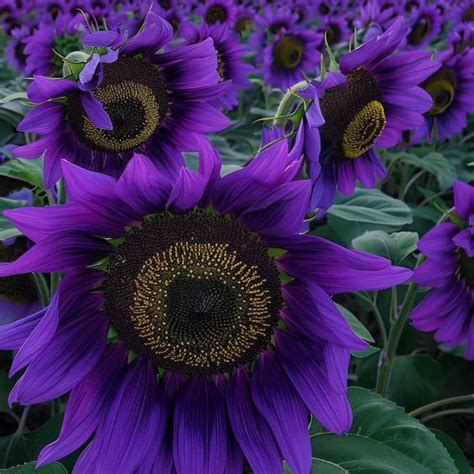 Purple Sunflowers A Unique And Striking Garden Addition Solano Garden