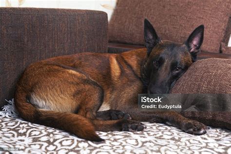 귀여운 벨기에 셰퍼드 개 말리누아는 베개와 갈색 소파에 실내 누워 가구에 대한 스톡 사진 및 기타 이미지 가구 가리기 가정 생활 Istock