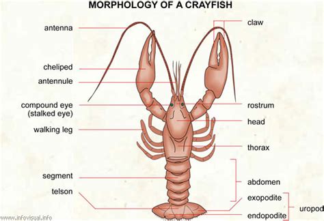 Crayfish Appendages