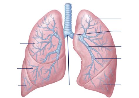 Lower Respiratory System Lobes And Bronchi Diagram Quizlet