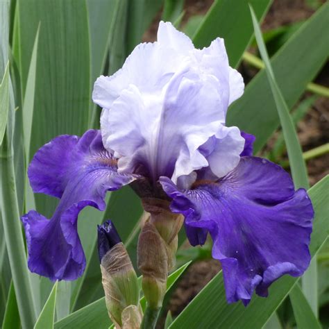 Van Zyverden Bearded Iris Plant Bulbs 3 Count