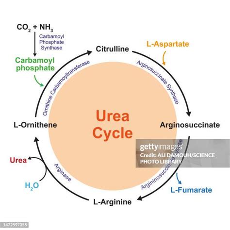 644 Metabolism Illustration High Res Illustrations Getty Images